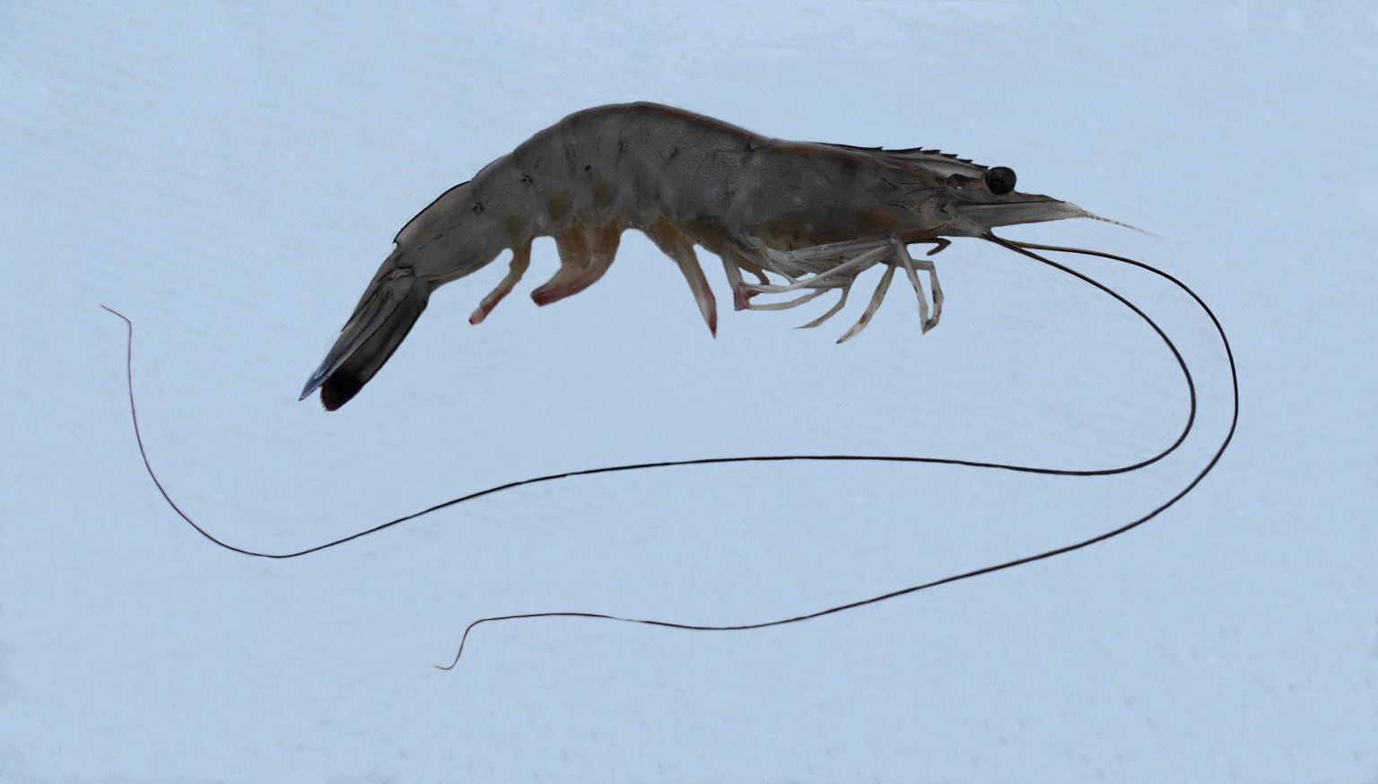 Blue Shrimp | Mexican Marine Life.org
