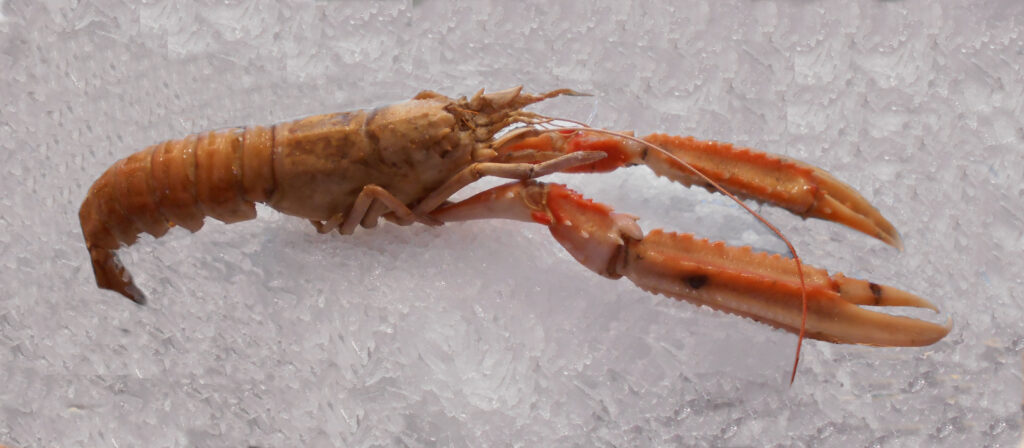 Keeled Mud Lobster | Mexican Marine Life.org