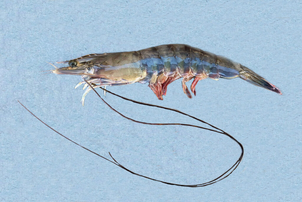 Blue Shrimp | Mexican Marine Life.org