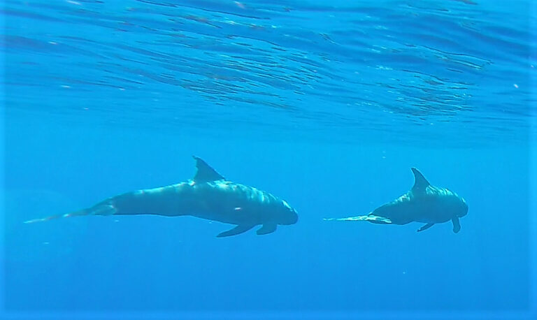 False Killer Whale | Mexican Marine Life.org