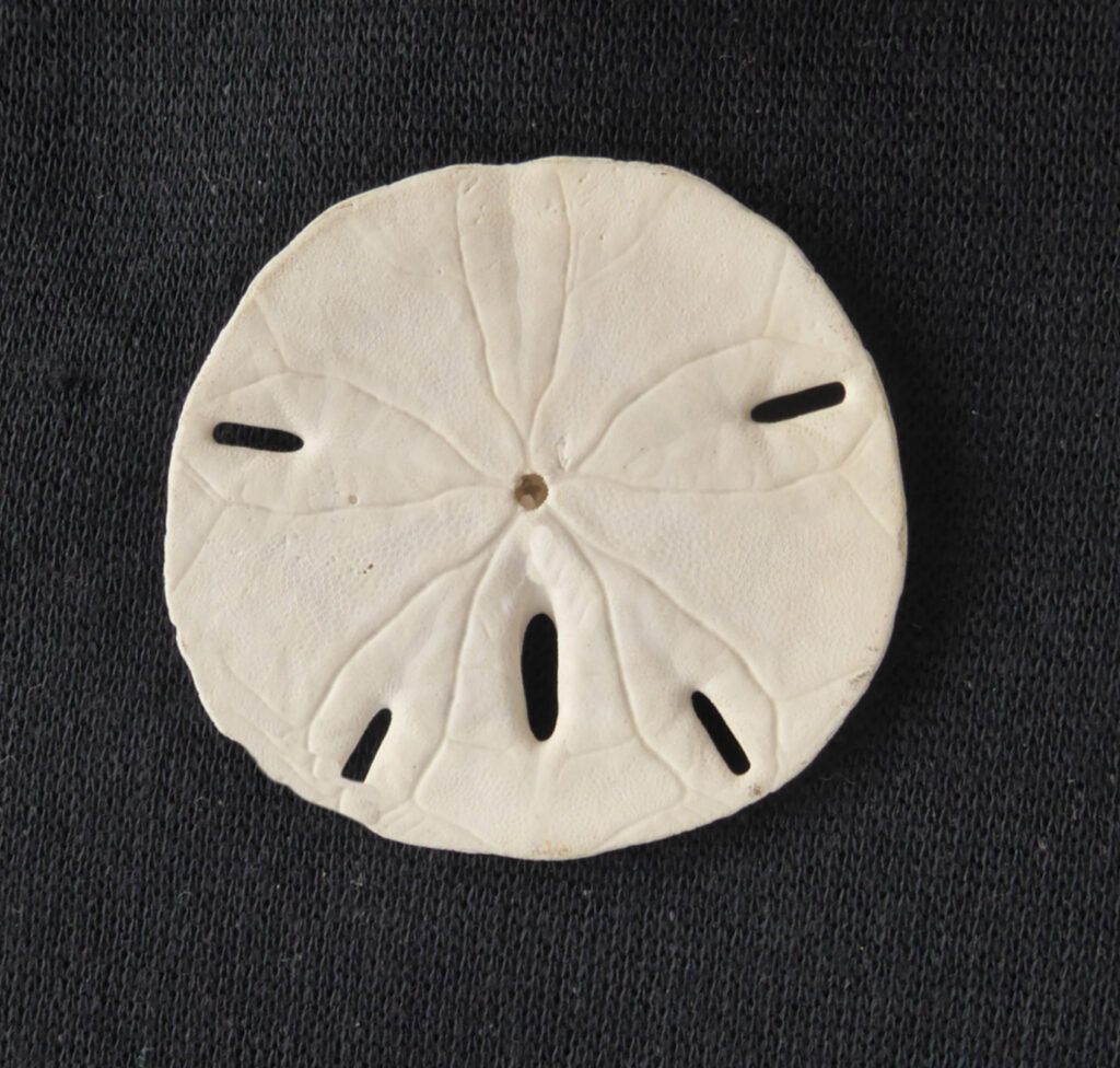 Five-hole Sand Dollar | Mexican Marine Life.org