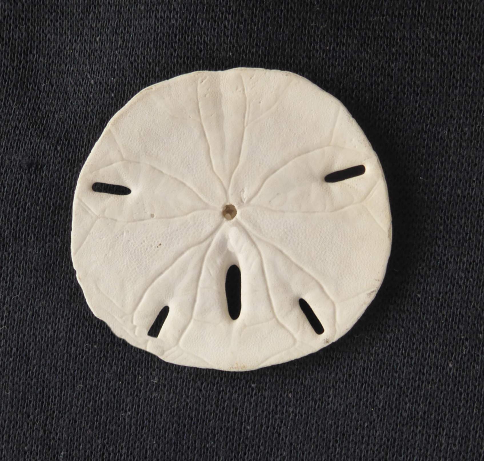 Five-hole Sand Dollar | Mexican Marine Life.org