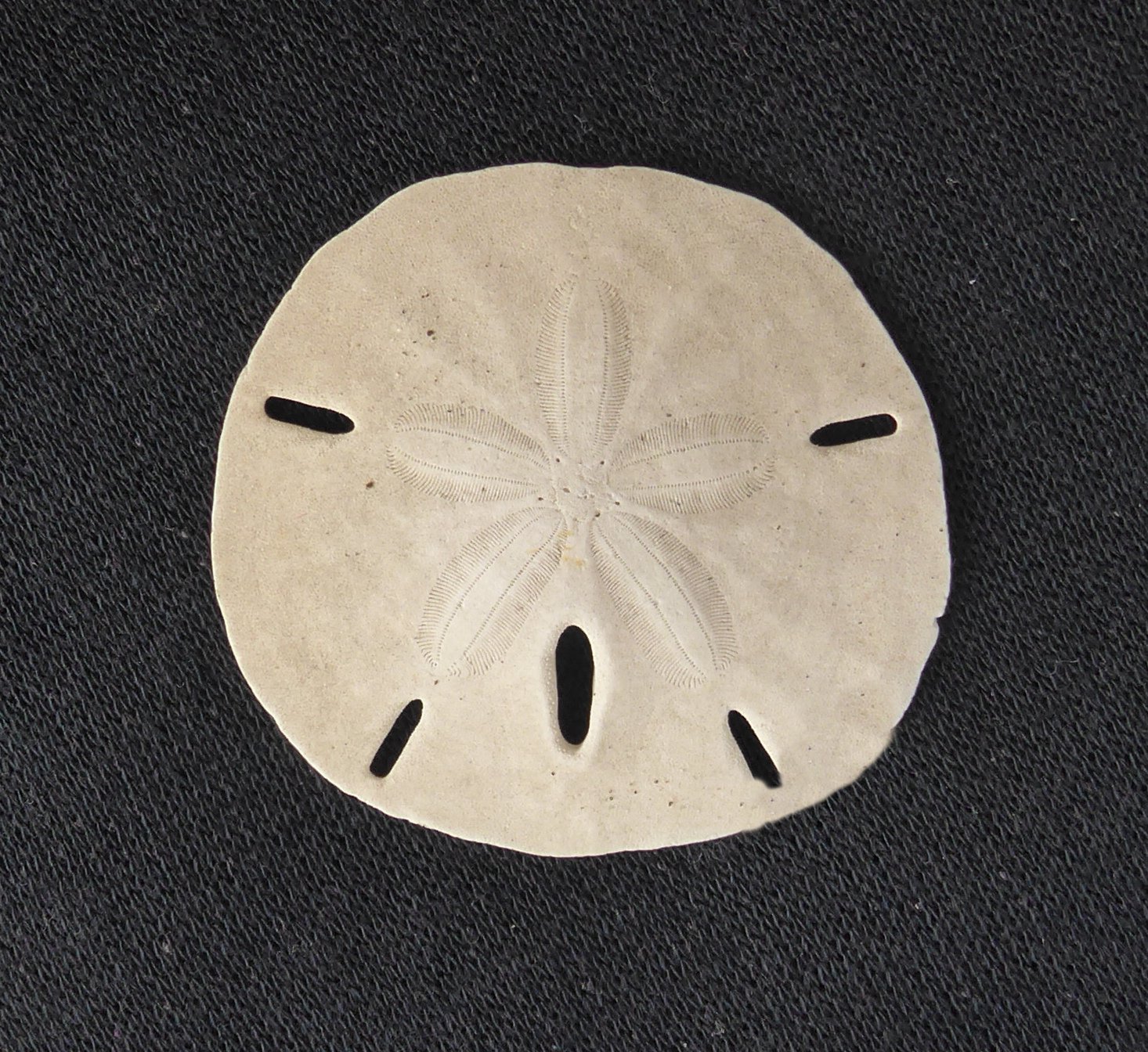 Five-hole Sand Dollar | Mexican Marine Life.org
