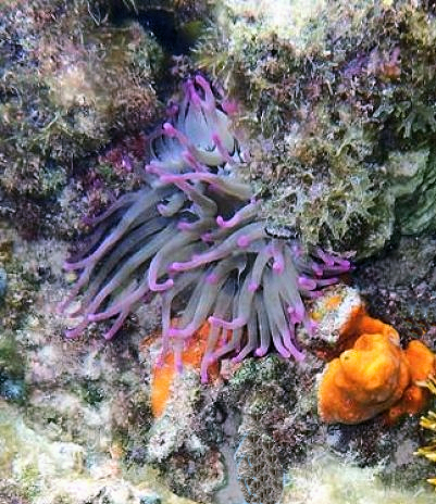 Giant Caribbean Sea Anemone | Mexican Marine Life.org