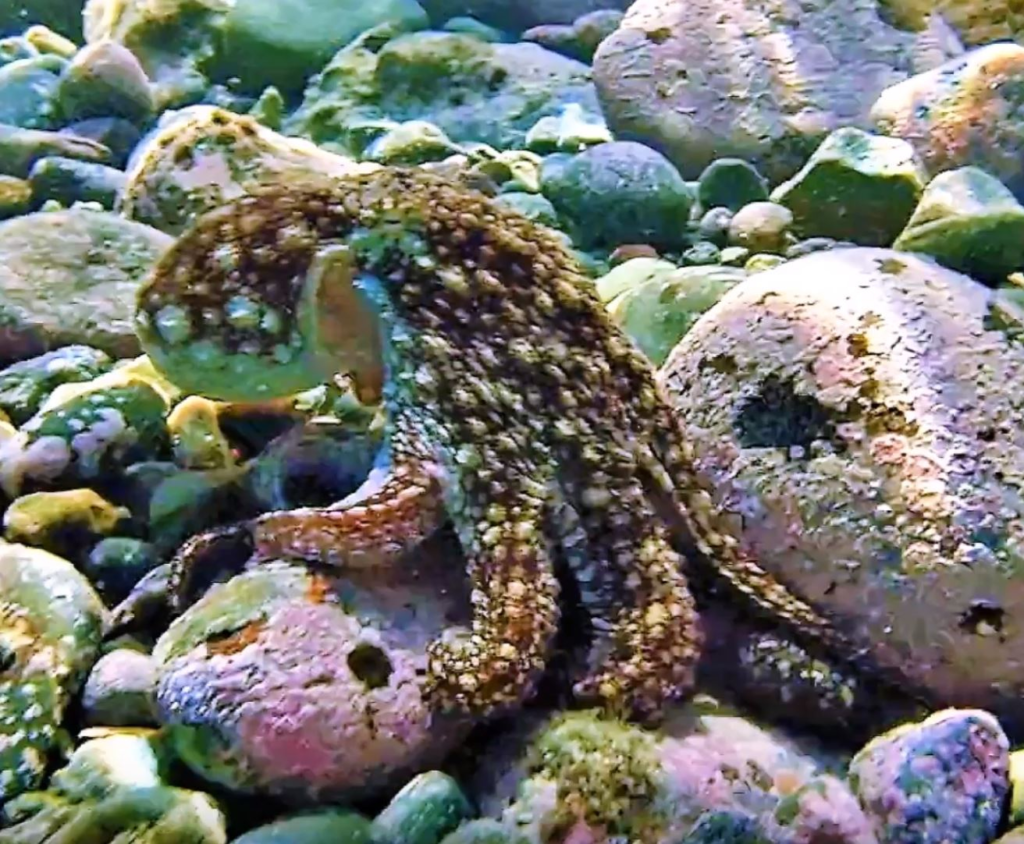 Veligero Octopus | Mexican Marine Life.org