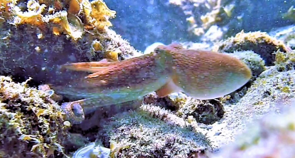 Veligero Octopus | Mexican Marine Life.org