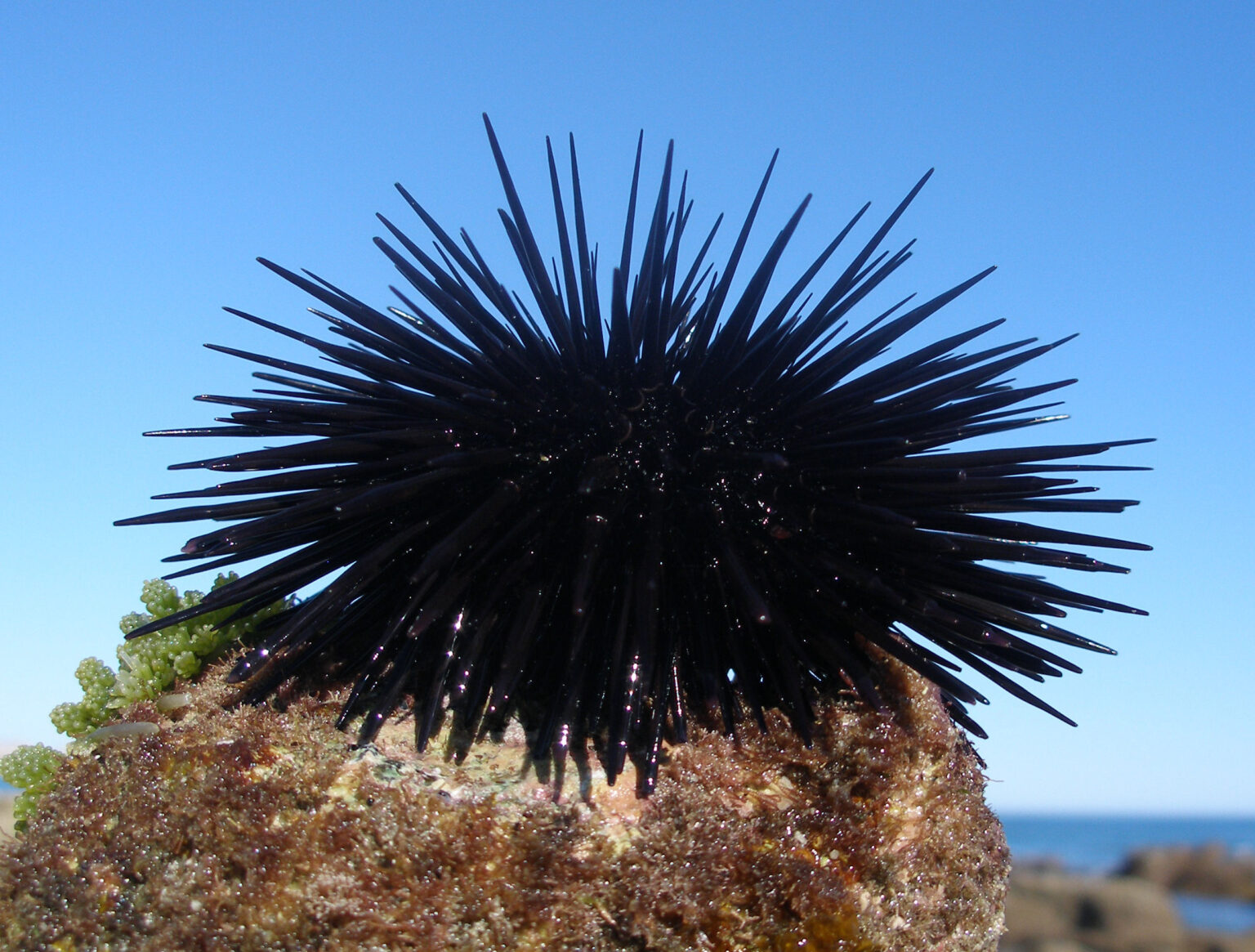 Echinometridae Family of Sea Urchins | Mexican Marine Life.org