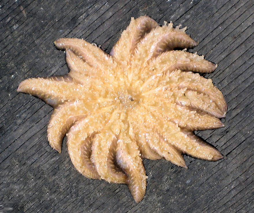 Sunflower Star | Mexican Marine Life.org