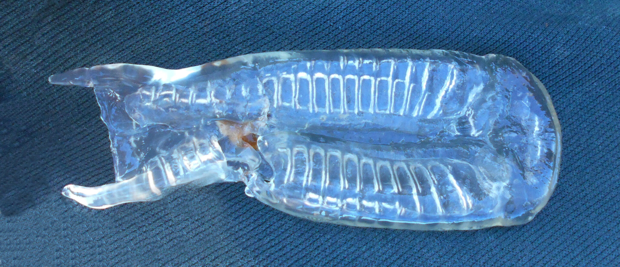 Twin-sailed Salp | Mexican Marine Life.org