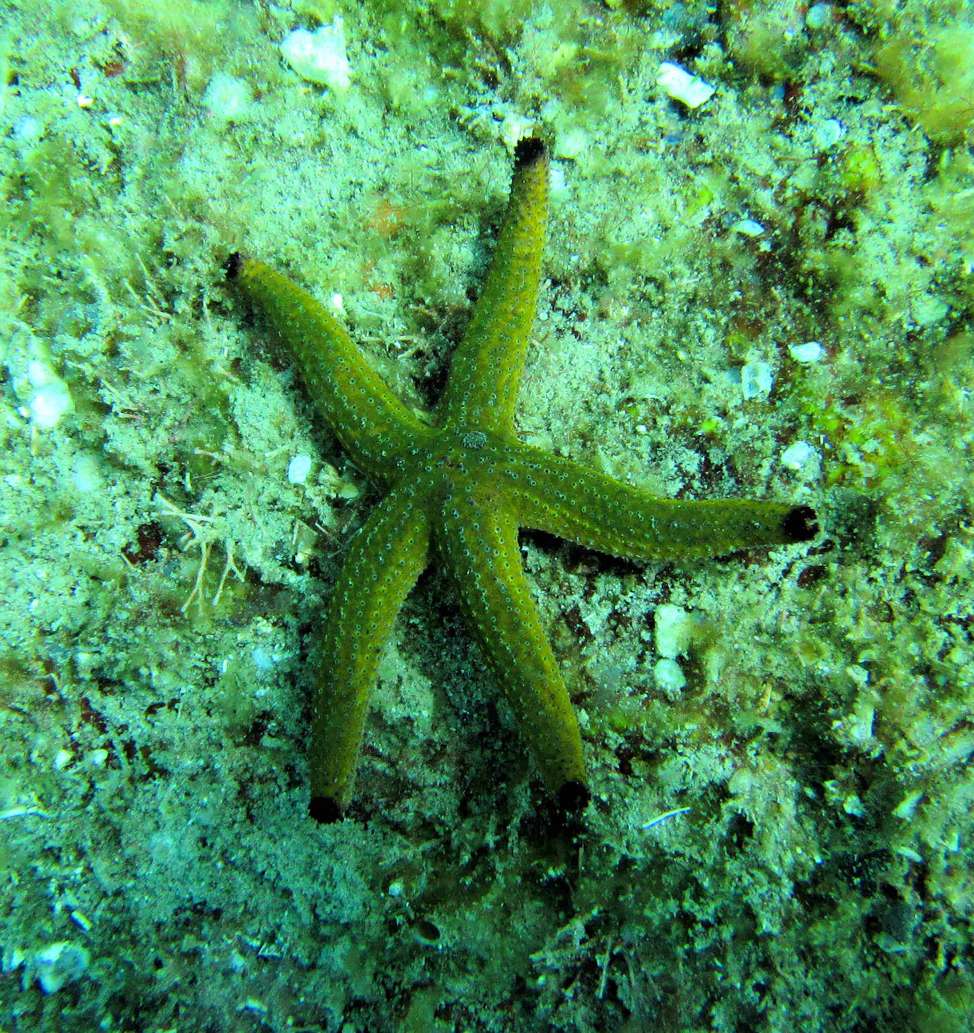 Thin-spined Sea Star | Mexican Marine Life.org