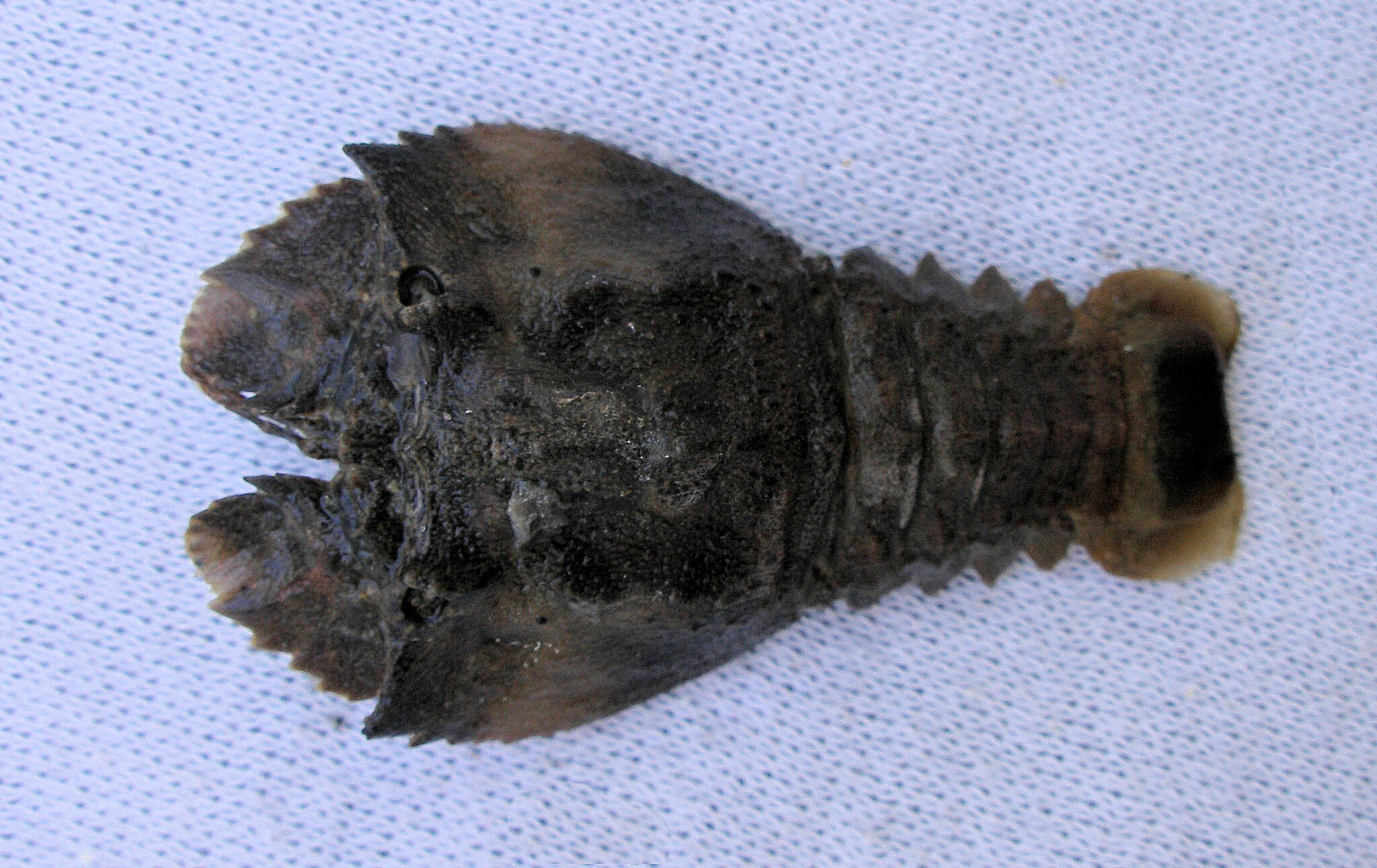 Panamic Slipper Lobster | Mexican Marine Life.org