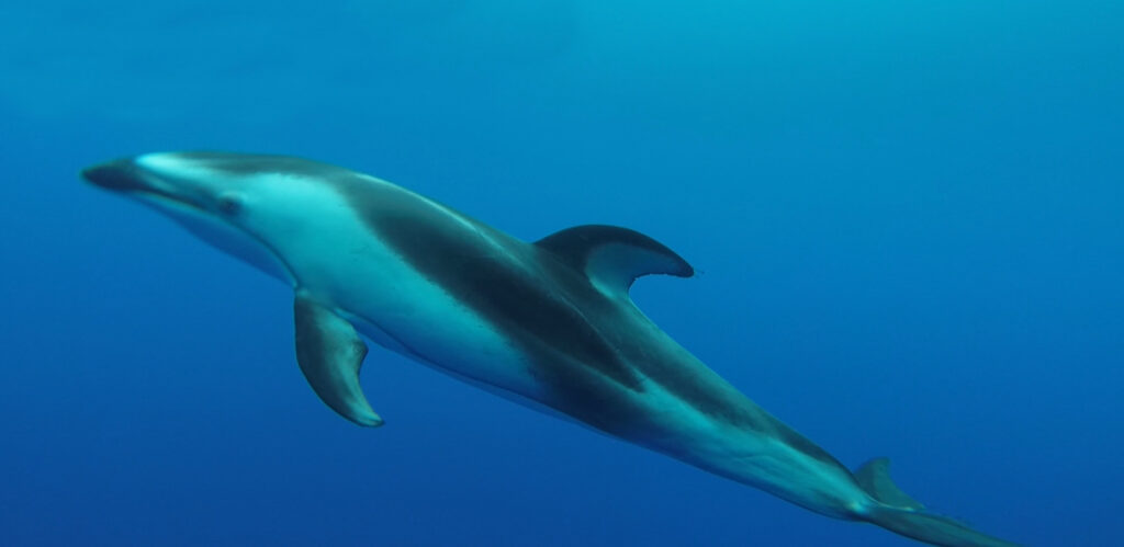 Pacific White-sided Dolphin | Mexican Marine Life.org