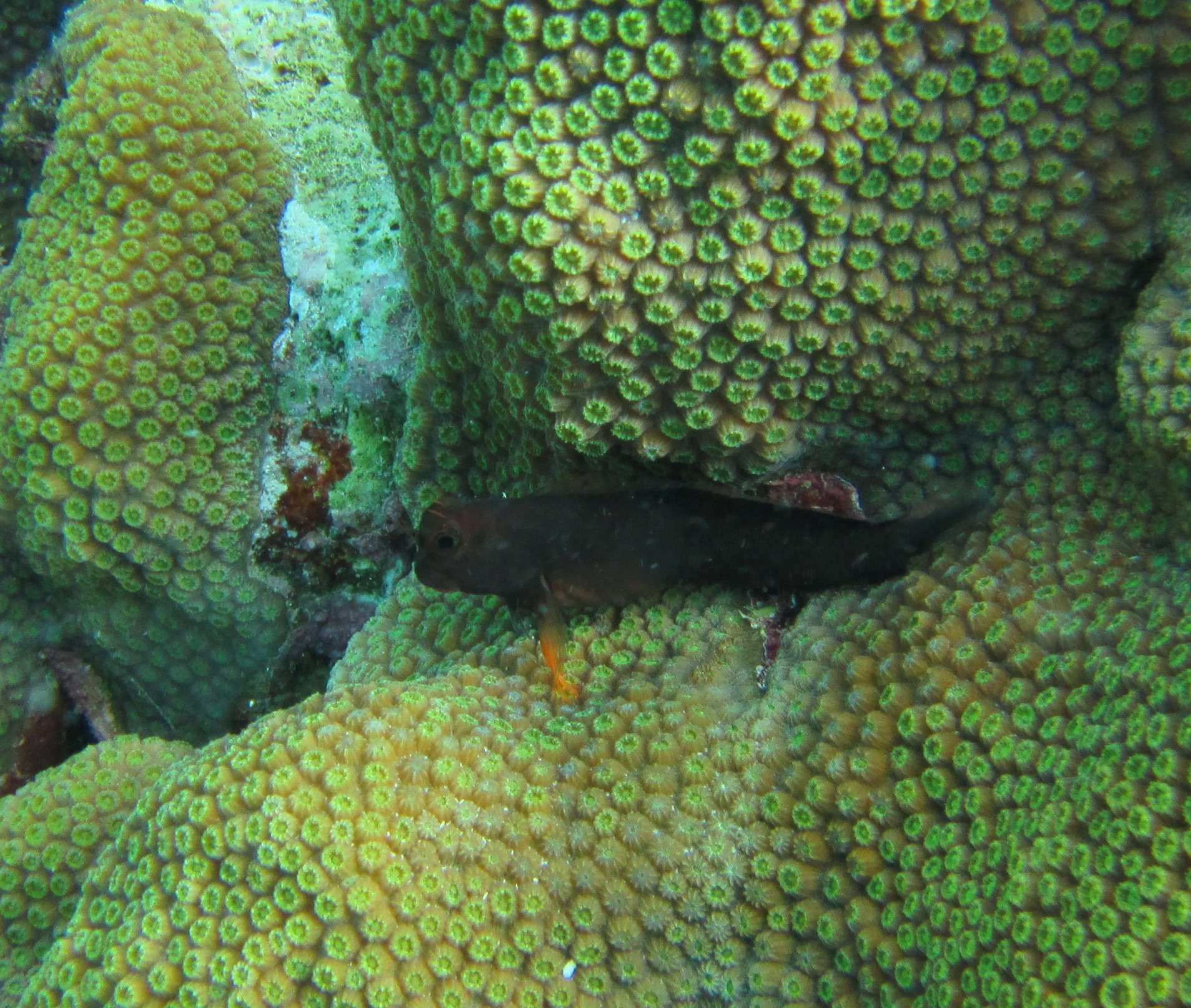 Great Star Coral | Mexican Marine Life.org